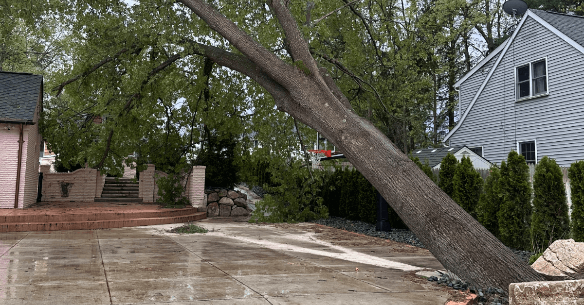 What to Do if Your Neighbor’s Tree Falls in Your Yard in Michigan