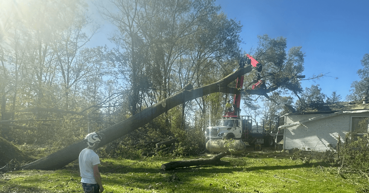 Signs You Might Have a Hazardous Tree in Your Yard